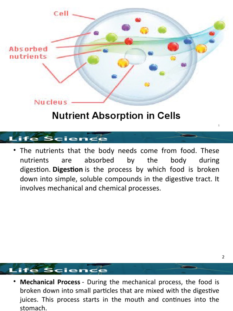 Nutrient Absorption and Metabolism Explained | PDF | Metabolism | Digestion