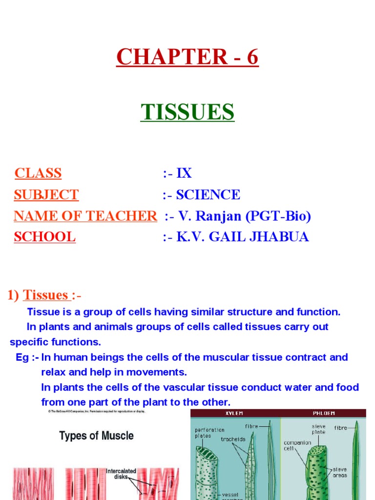 6 Tissues | PDF | Tissue (Biology) | Epithelium