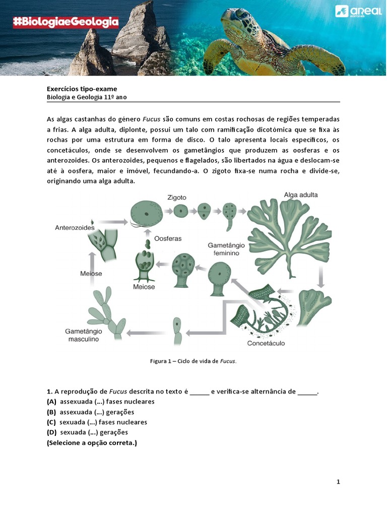 Ae Sec BG Ciclo Vida Fucus | PDF | Plantas | Ciências da Vida