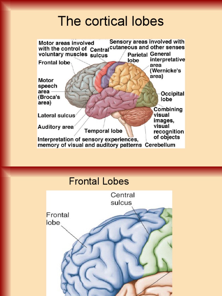Frontal Lobe | PDF | Frontal Lobe | Cerebral Cortex