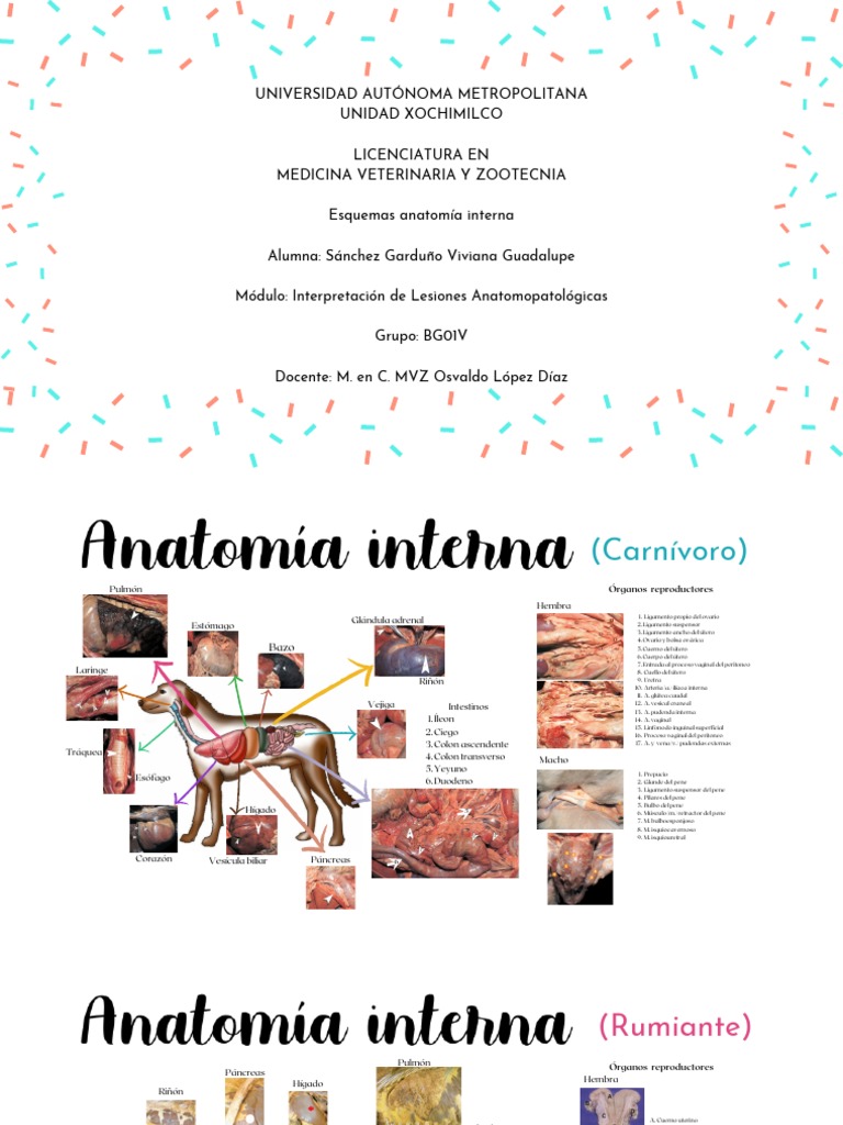 Esquemas Anatomía Veterinaria | PDF | Sistema digestivo humano | Abdomen