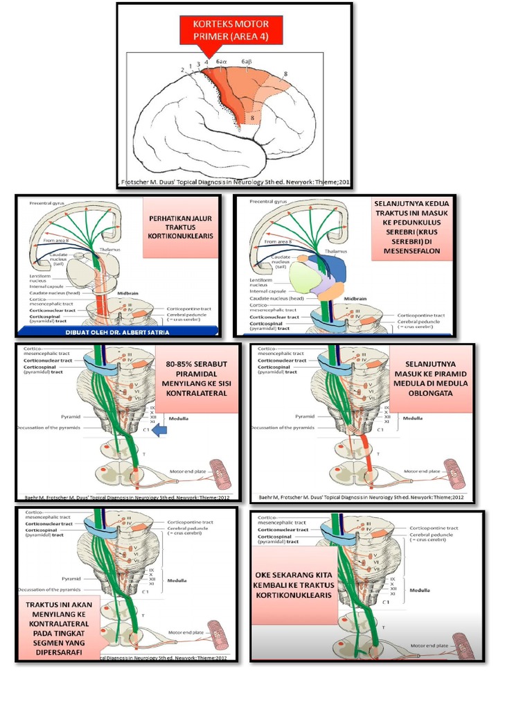 Jalur Motorik Saraf | PDF