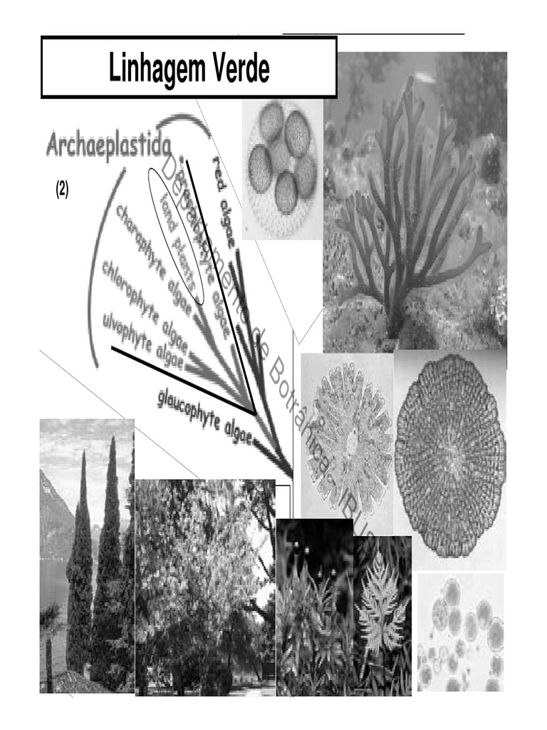 Características das Algas Verdes | PDF | Eucariotas | Biologia