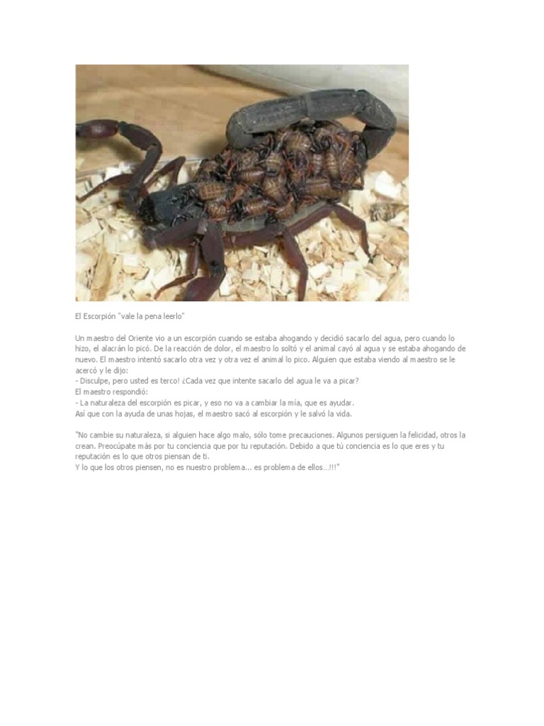 La naturaleza del escorpión y el sabio | PDF