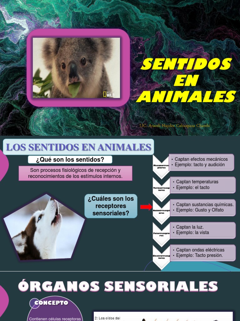 Sistemas sensoriales en animales | PDF | Gusto | Percepción visual