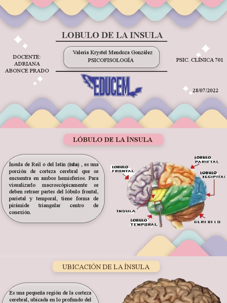 Lobulo Insula | PDF | Corteza Insular | Cerebro