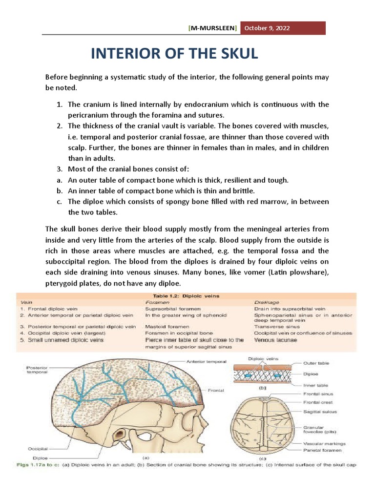 Interior of The Skul | PDF | Skull | Human Head And Neck