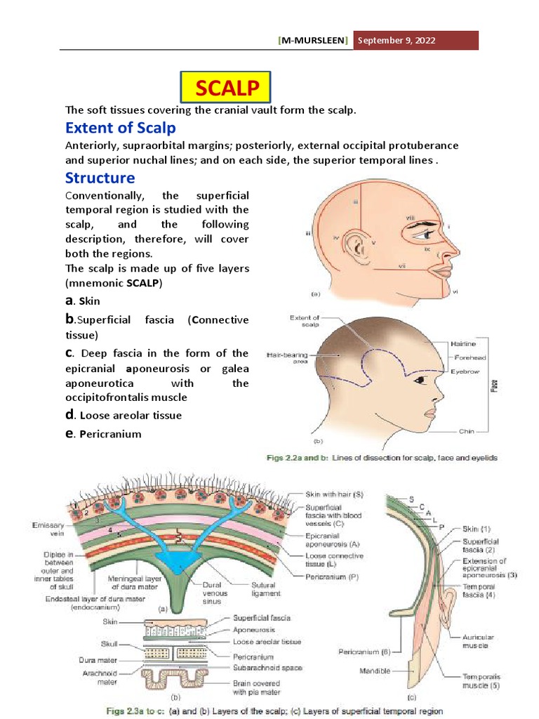 Scalp 1 | PDF | Common Carotid Artery | Vein