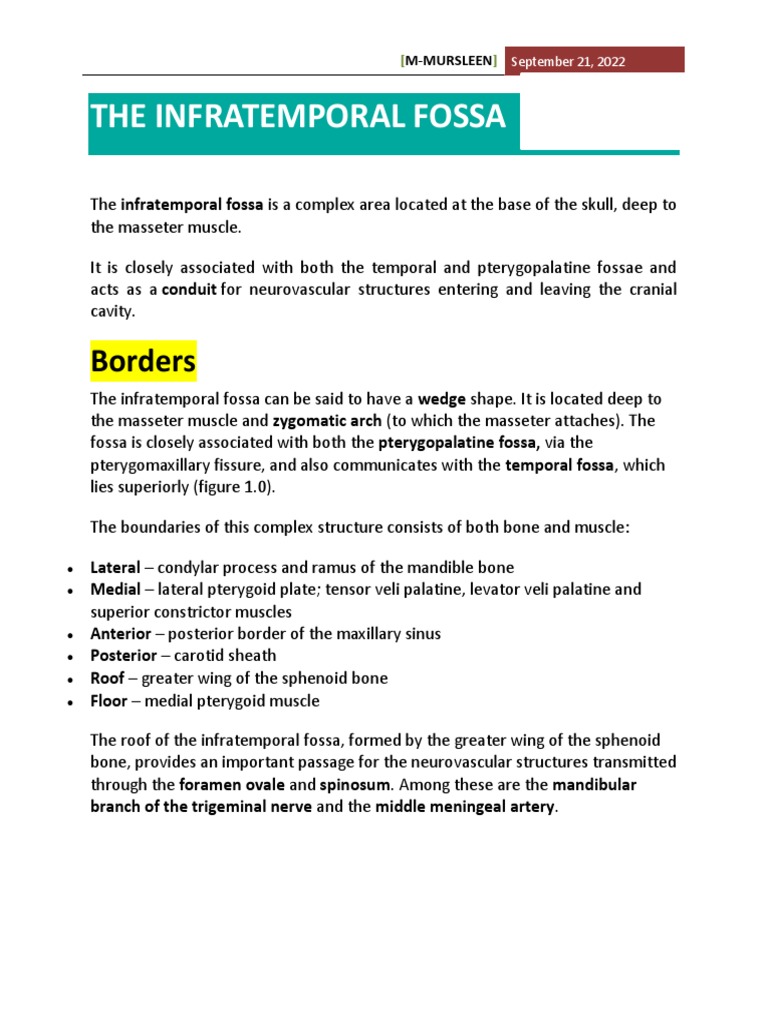 The Infratemporal Fossa | PDF | Human Head And Neck | Human Anatomy
