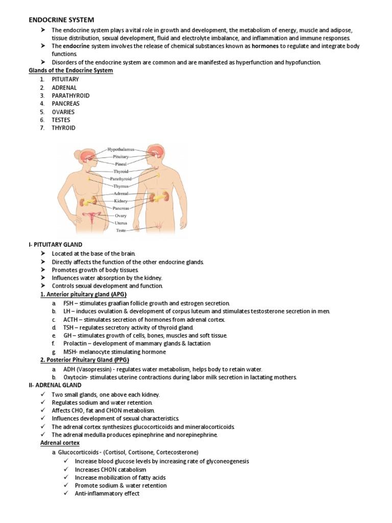 ENDOCRINE SYSTEM Handouts For Iloilo | PDF | Adrenal Gland | Endocrine System