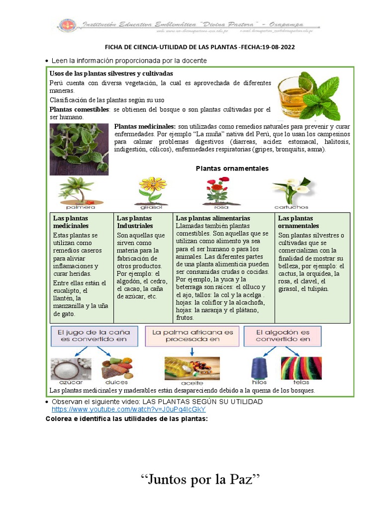 FICHA CIENCIA. - Las Plantas Son Muy Útiles. | PDF | Plantas | Botánica