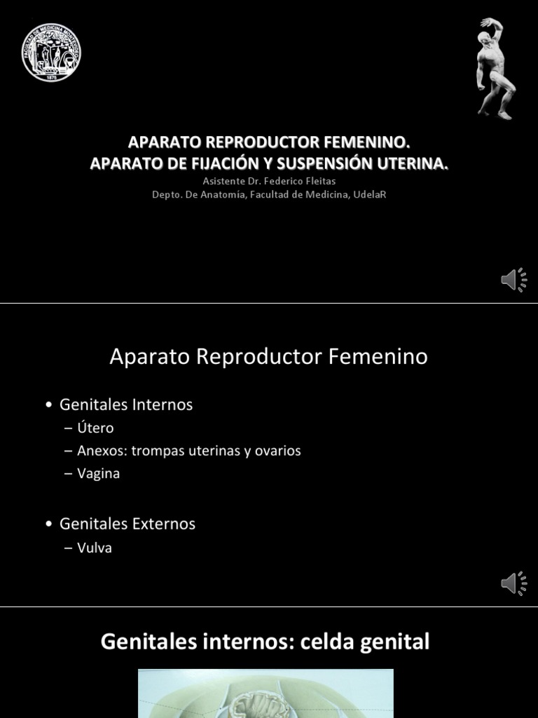 La Anatomía Del Aparato Reproductor Femenino Sus órganos Internos Y