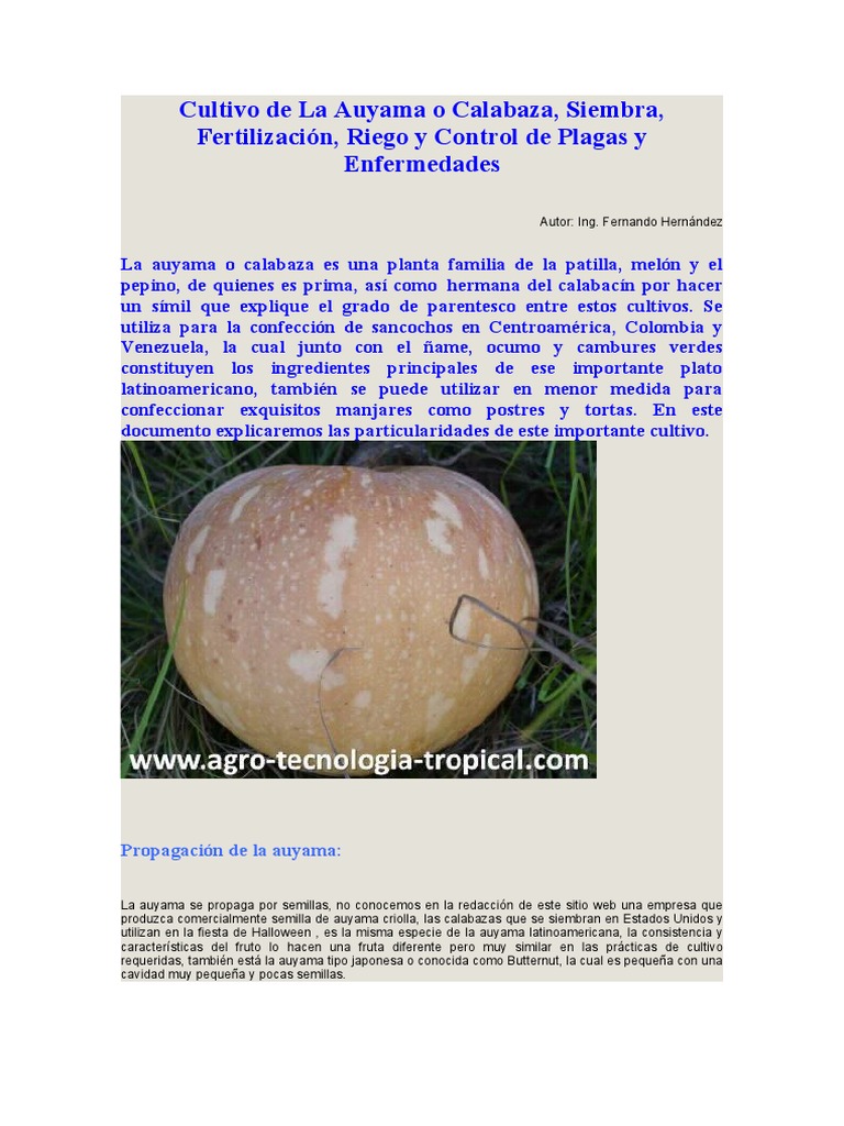 Guía Práctica para Cultivar Auyama | PDF | Siembra | Agricultura