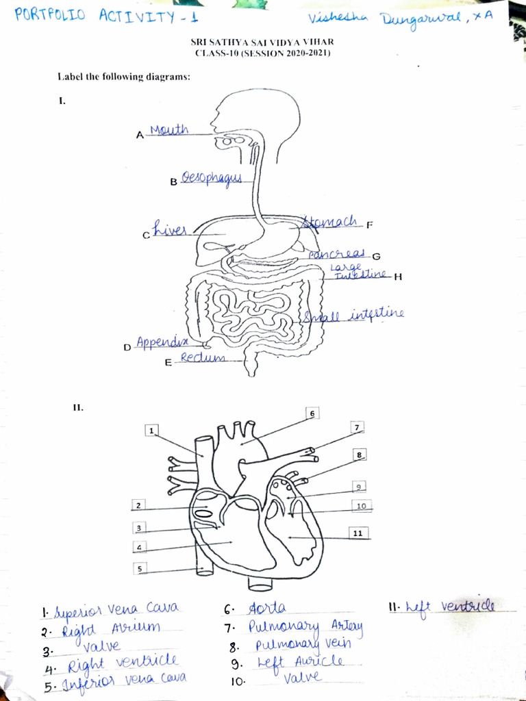 Bio Portfolio | PDF | Zygosity | Life Sciences