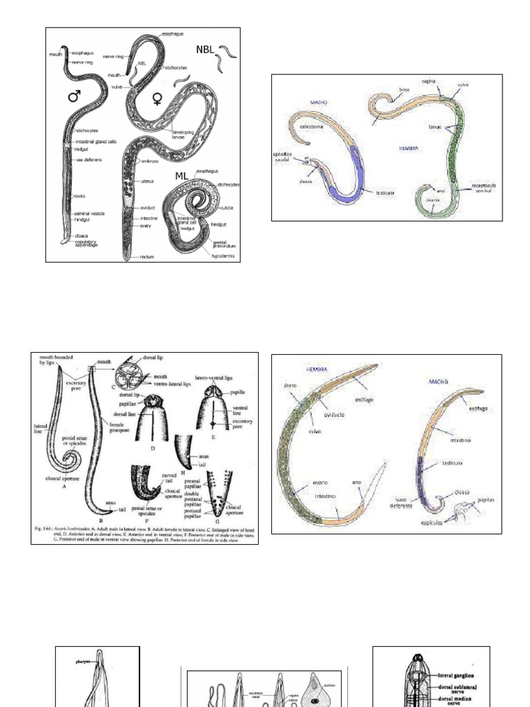 Nematodos Imagenes | PDF