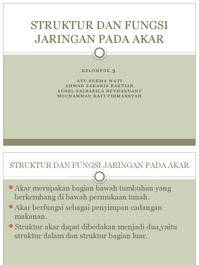 Struktur Dan Fungsi Jaringan Pada Akar 2 Rev | PDF