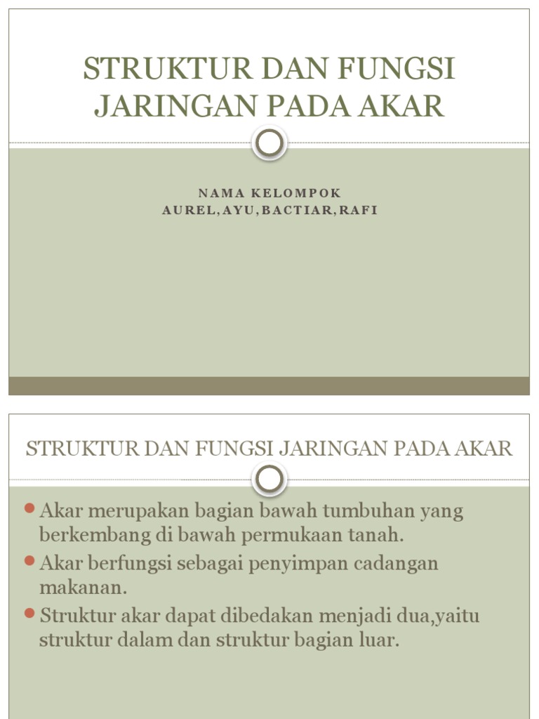 Struktur Dan Fungsi Jaringan Pada Akar 2 | PDF