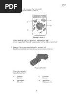 Amoeba Sisters Enzyme Handout | PDF | Enzyme | Catalase