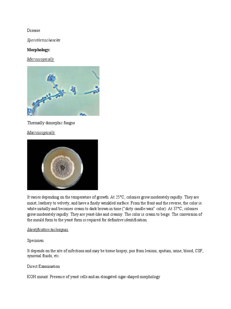 Morphological, Cultural, and Pathogenic Characteristics of Common ...