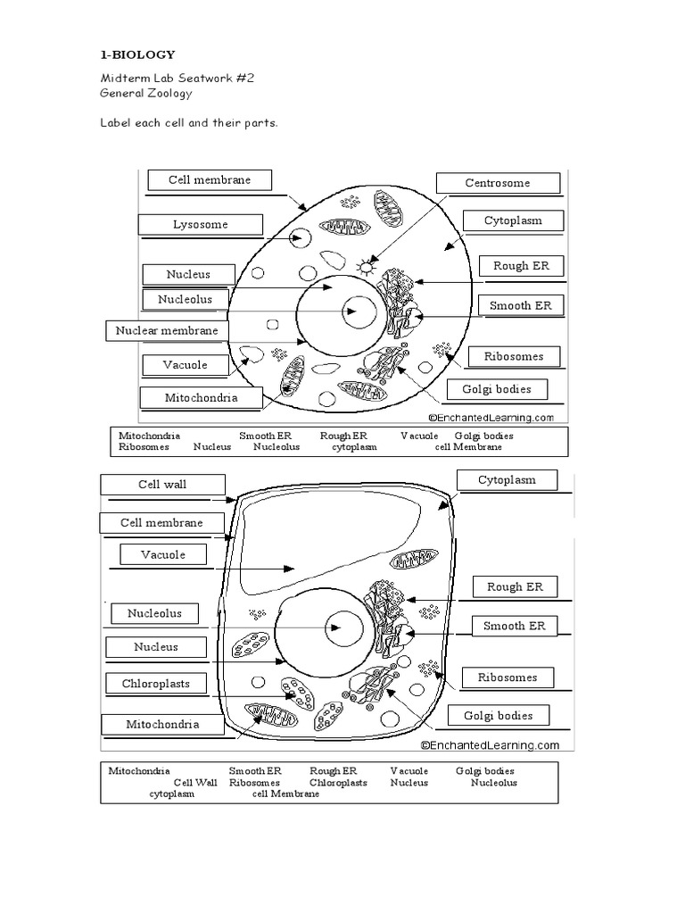 NEU Midterm-Lab-Seatwork | PDF | Science & Mathematics