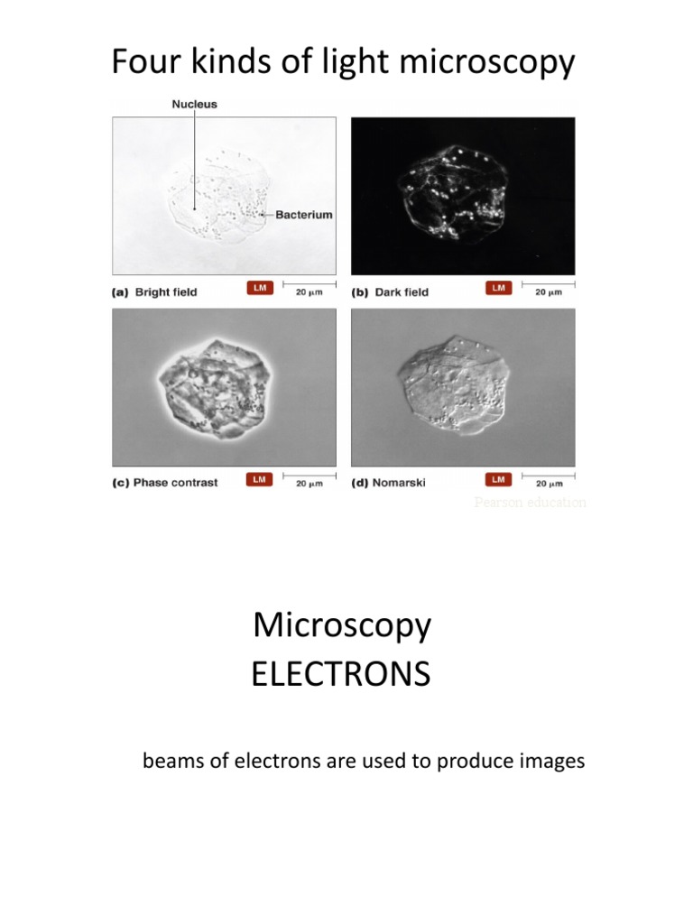 BIO205 Microscopy 2 | PDF | Electron Microscope | Microscope