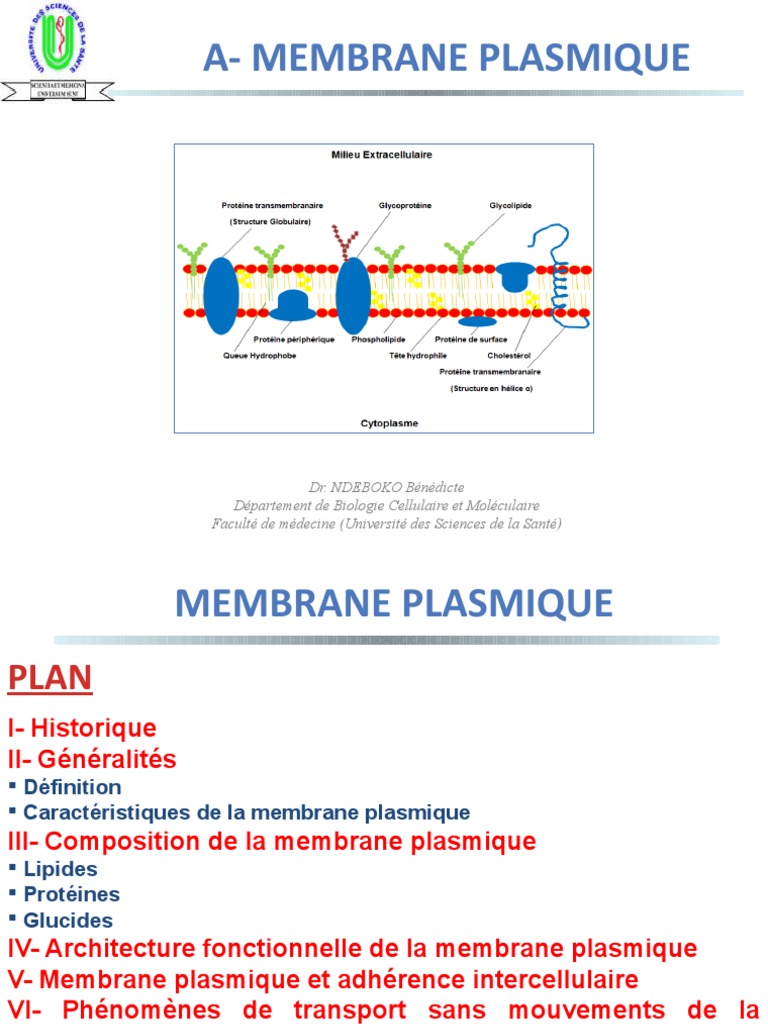 COURS 1 Membrane Plasmique TSBM I | PDF | Membrane cellulaire ...