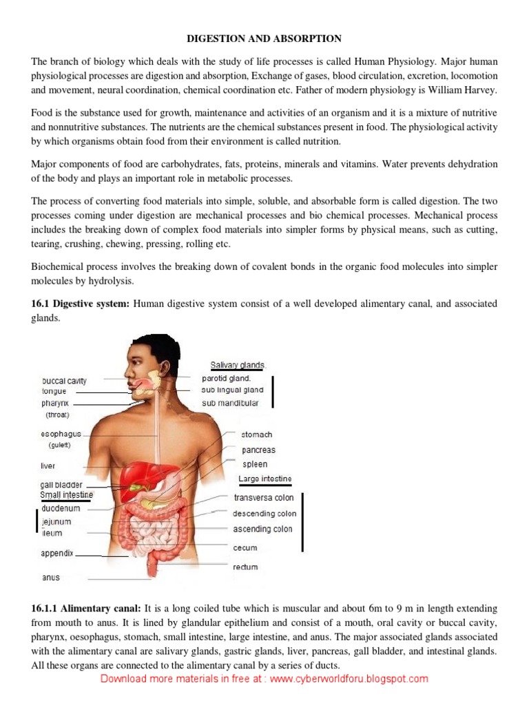 Digestion and Absorption | PDF | Digestion | Stomach