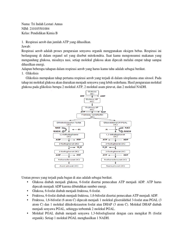 Proses Respirasi Aerob dan Anaerob | PDF