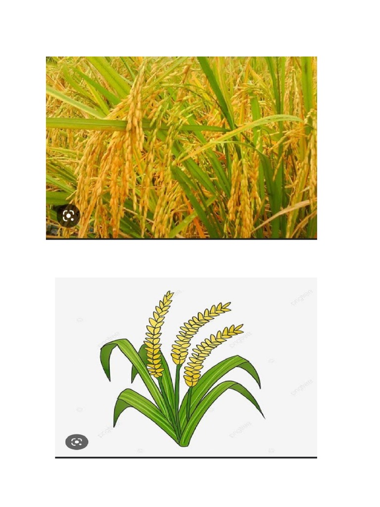 Gambar Padi | PDF