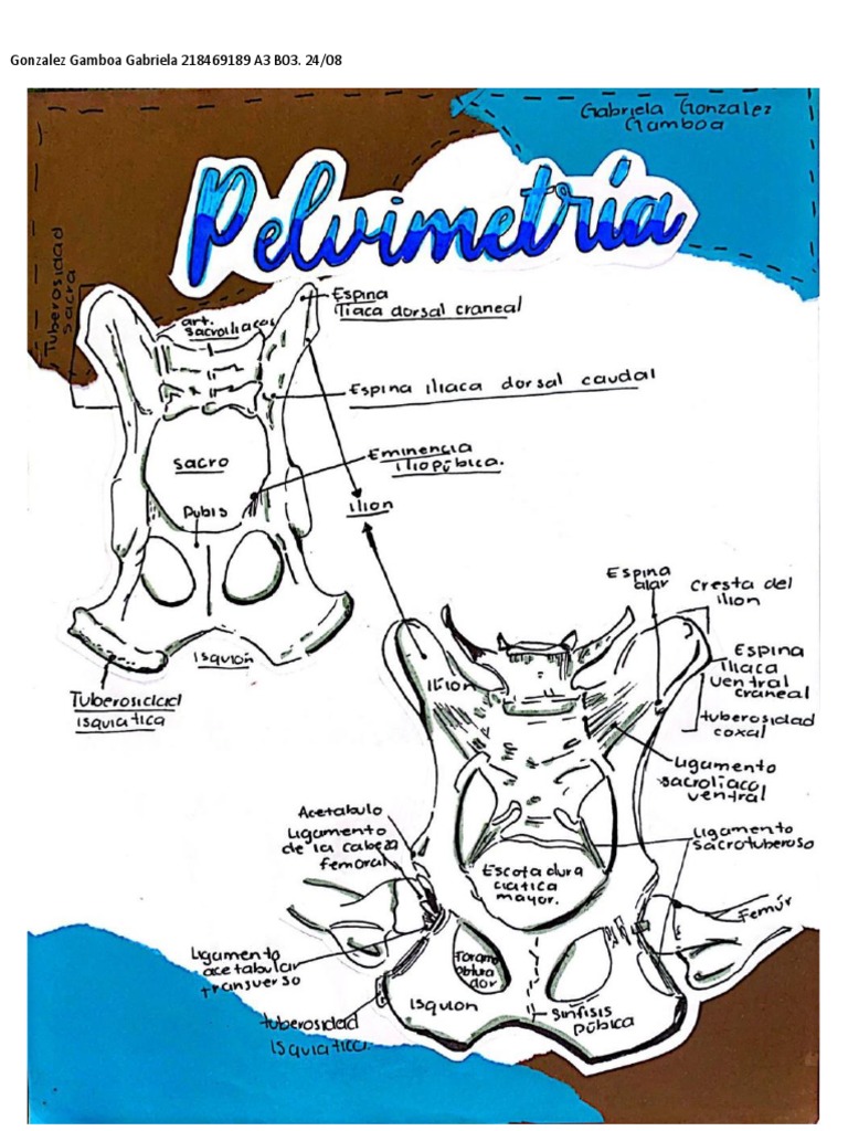 24 08 Pelvimetria Pdf