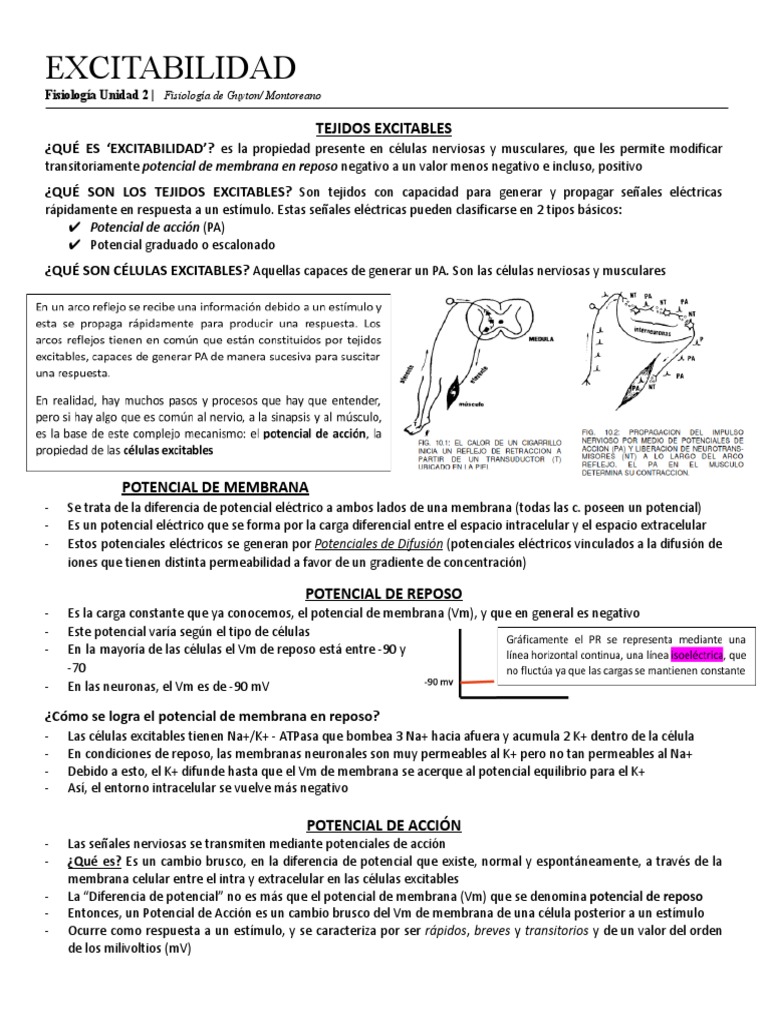 Resumen. Excitabilidad | PDF | Sinapsis | Potencial de acción
