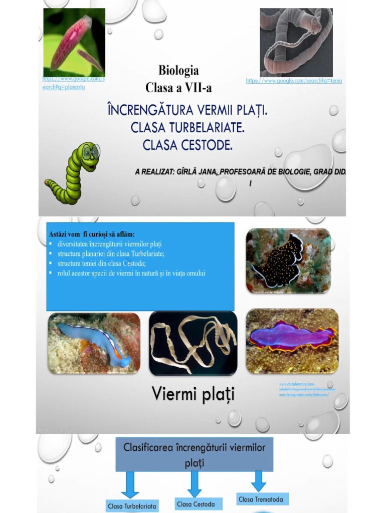 Viermi Plati | PDF