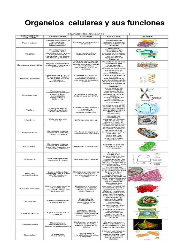 Organelos Y Sus Funciones Célula: Estructura Y Funciones