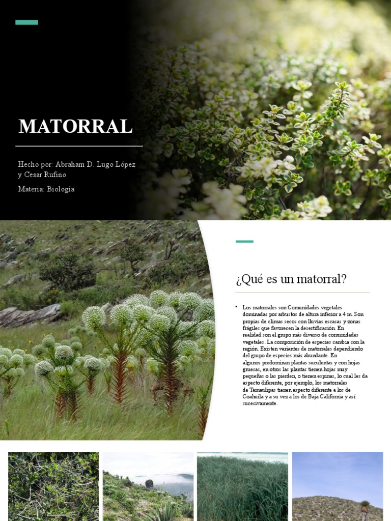 Matorral y Pastizal Rufino y Abraham Biologia | PDF | Biogeografia | Ecología