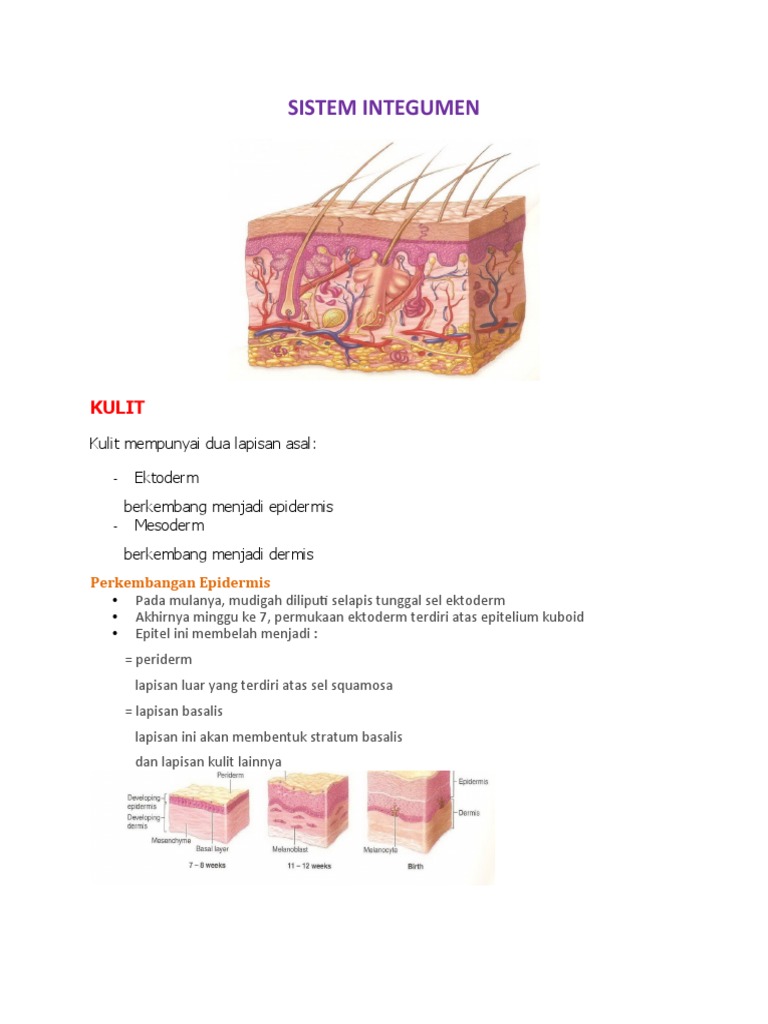 Sistem Integumen | PDF