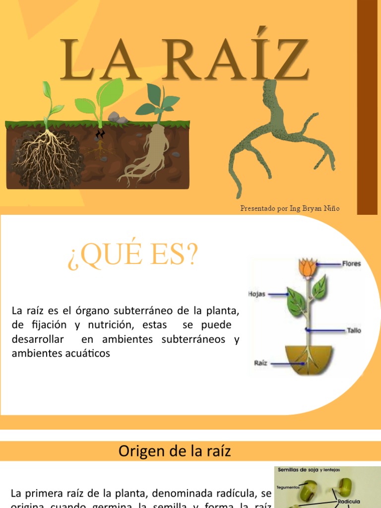 Estructura y Funciones de la Raíz | PDF | Raíz | Plantas