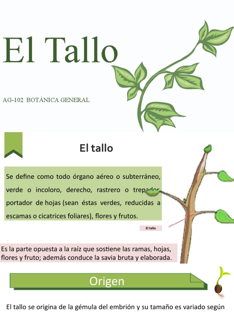 Funciones y Partes del Tallo en Plantas | PDF | Tallo de la planta | Hoja