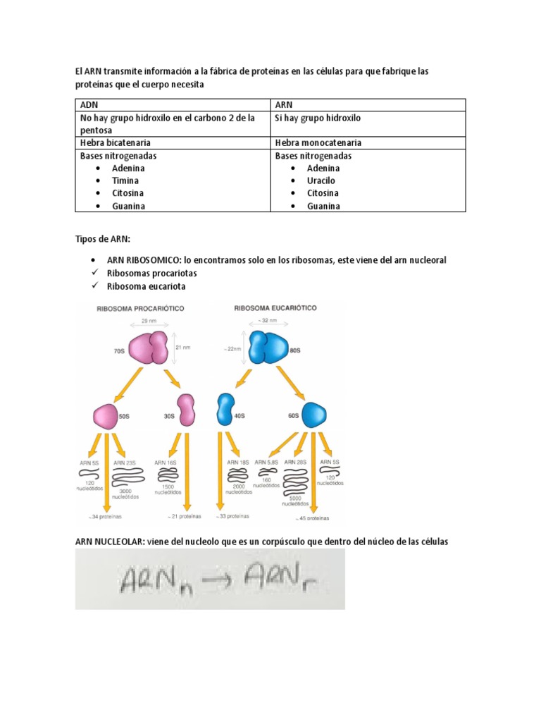 Tipos de ARN y su función en células | PDF | Ciencia y matemáticas ...