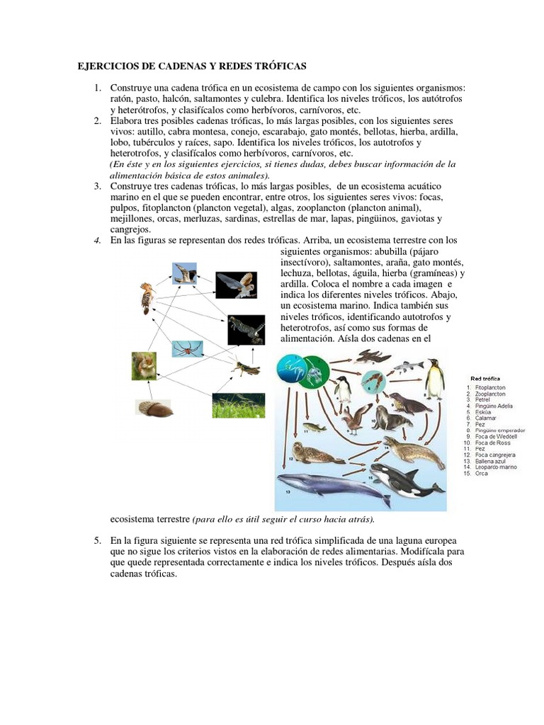 Ejercicios de Cadenas y Redes Tróficas | PDF | Red alimentaria ...