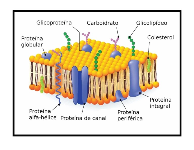 Membrana Celular | PDF