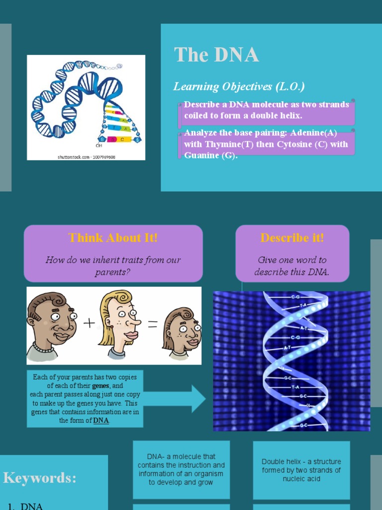 The Dna: Learning Objectives (L.O.) | PDF | Dna | Gene