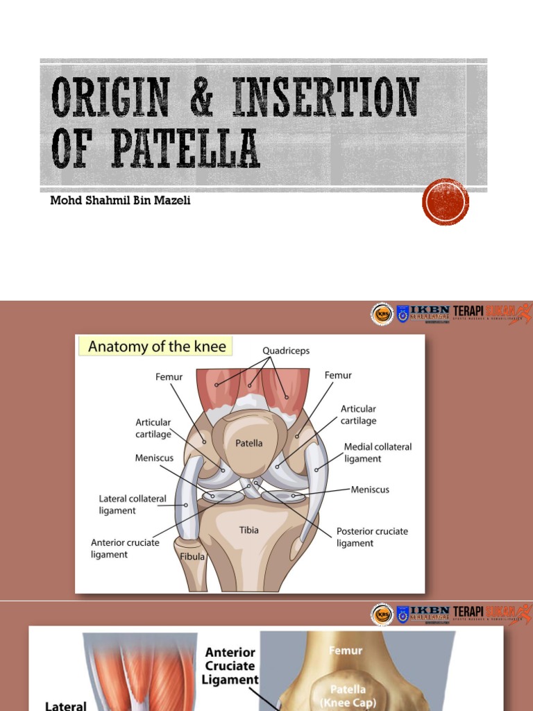 Origin & Insertion of Patella | PDF