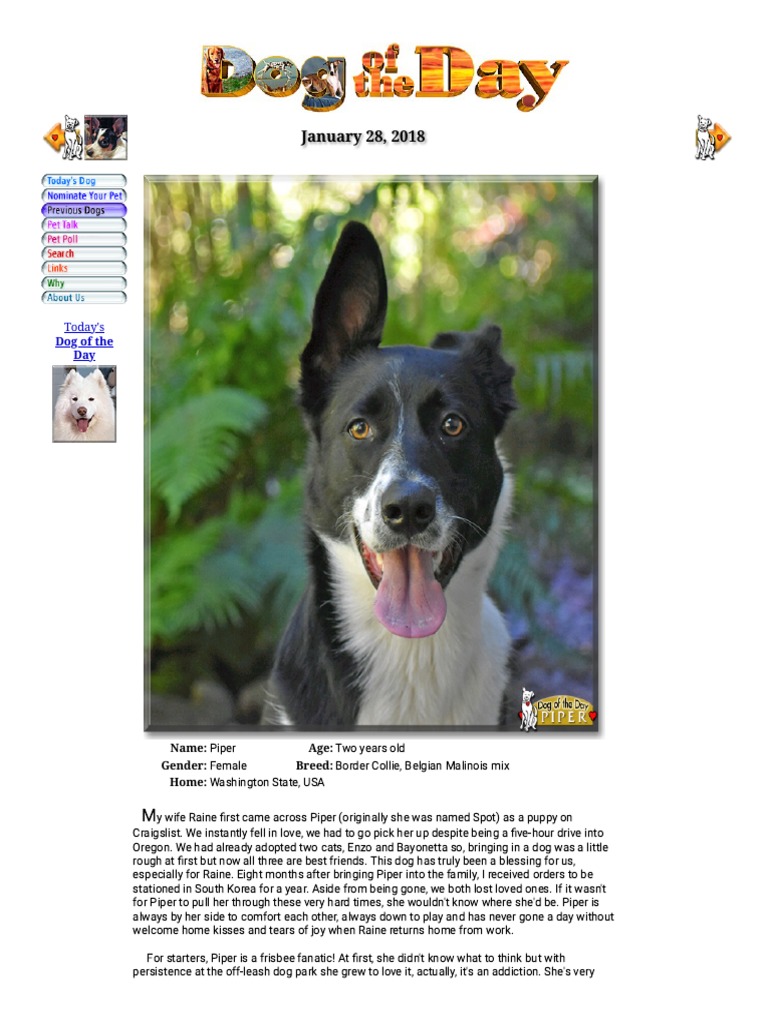 Piper - Border Collie, Belgian Malinois Mix - January 28, 2018 | PDF ...
