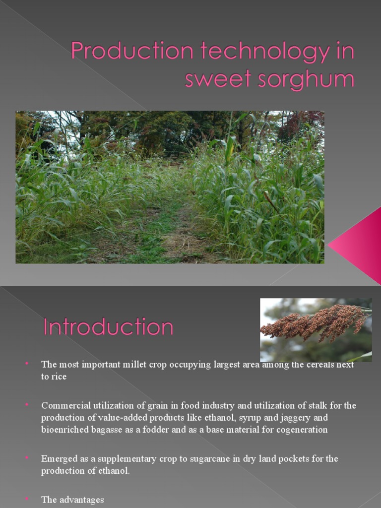 Production Technology in Sweet Sorghum | PDF | Sowing | Sugarcane