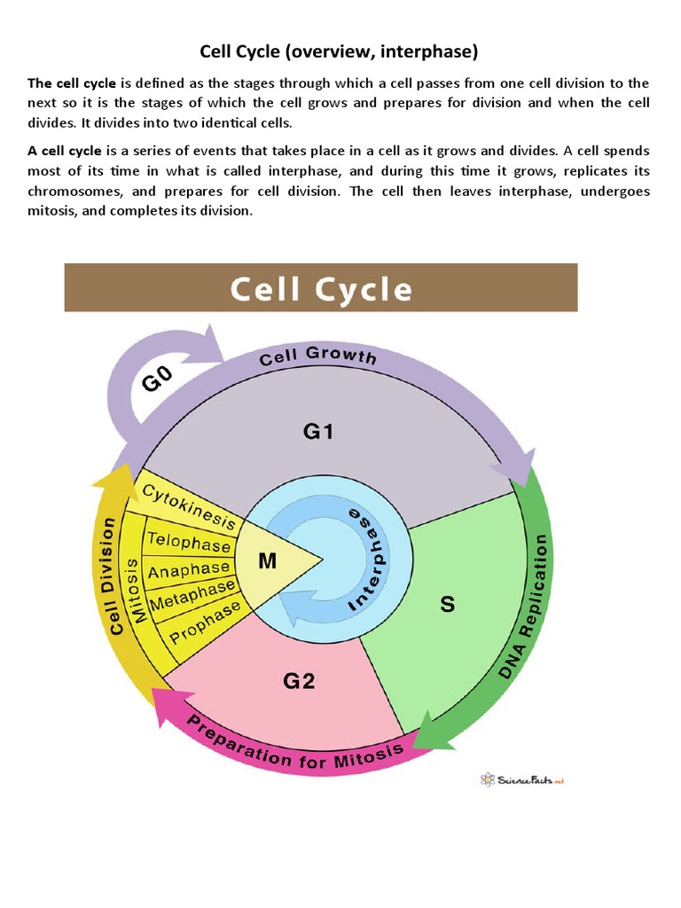 Cell Cycle | PDF | Mitosis | Cell Cycle