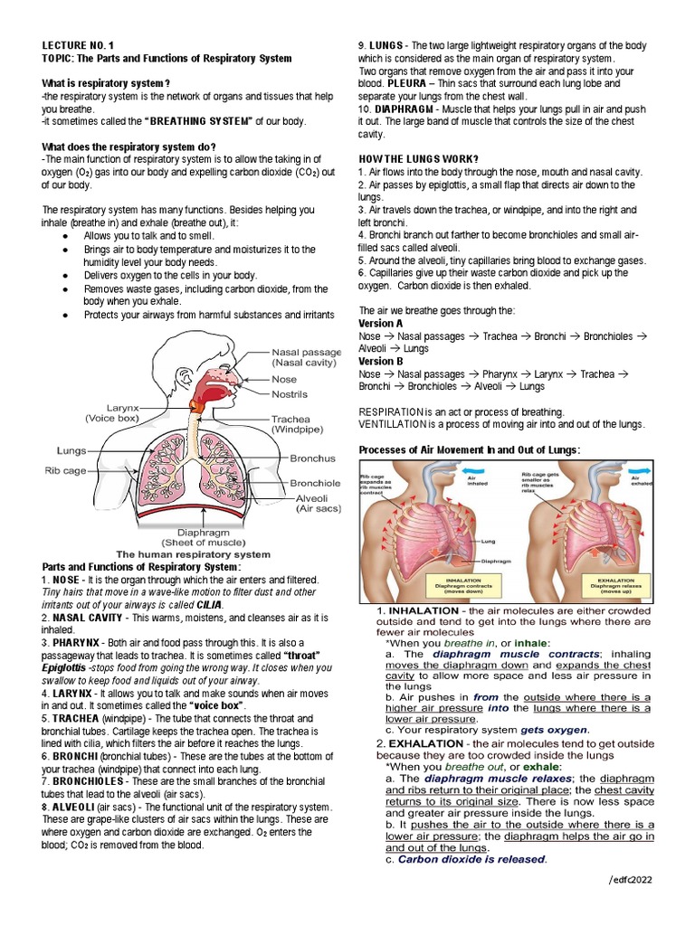 LECTURE 1 - Respiratory System | PDF | Respiratory Tract | Respiratory System