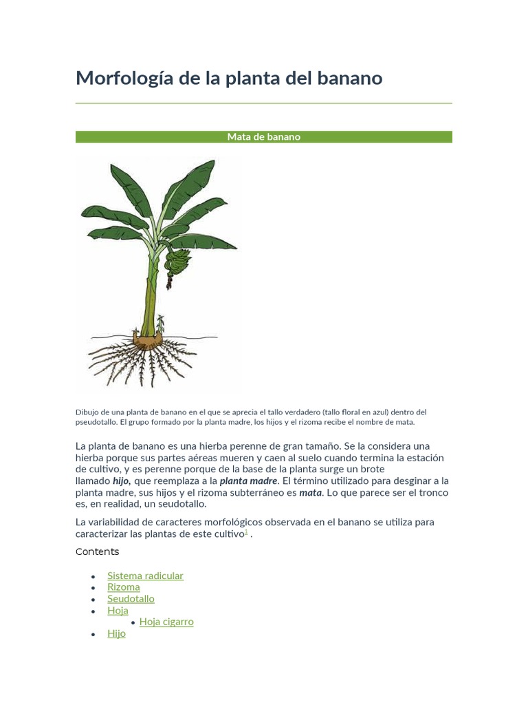Morfología de La Planta Del Banano | PDF | Hoja | Flores