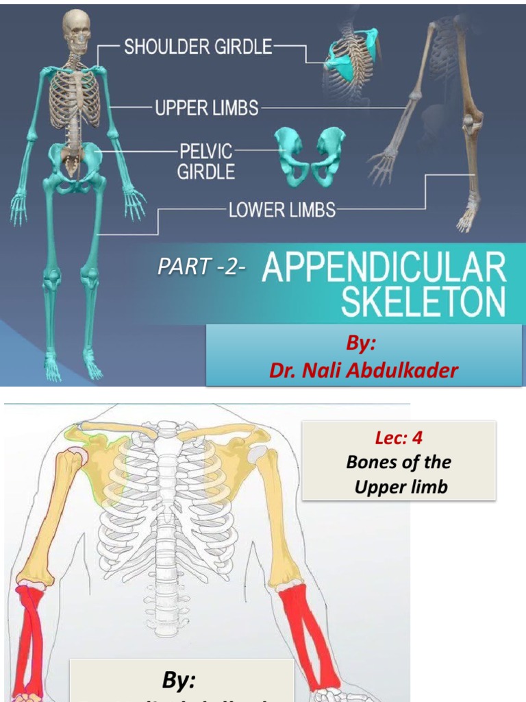 Lecture 4 - Bones of The Upper Limbs | PDF | Elbow | Anatomy