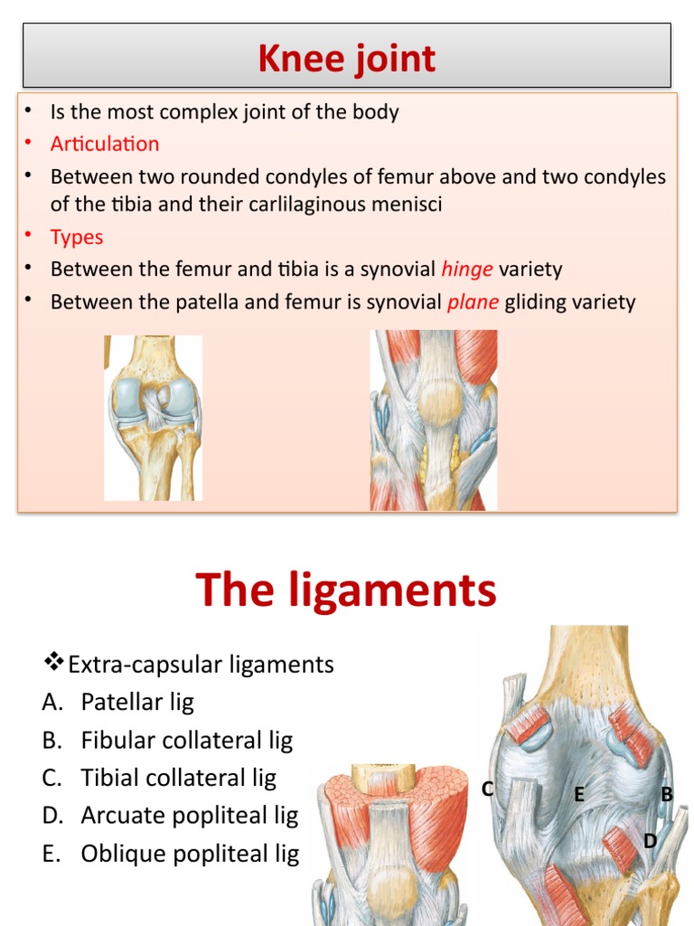 Anatomy and Ligaments of the Knee Joint | PDF | History
