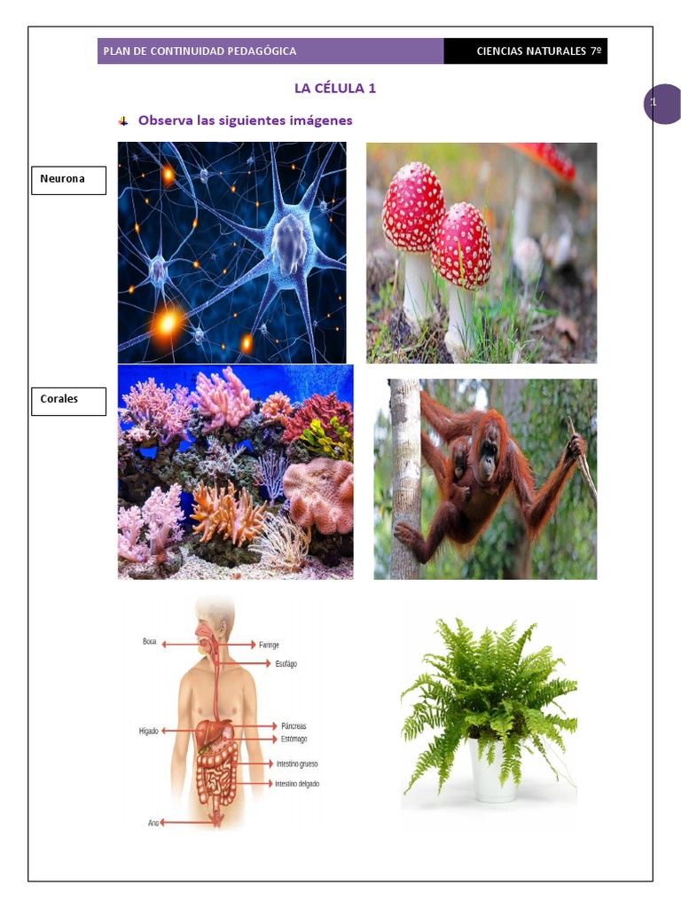 Estructura Celular y Función en 7º Grado | PDF | Organismos | Biología ...